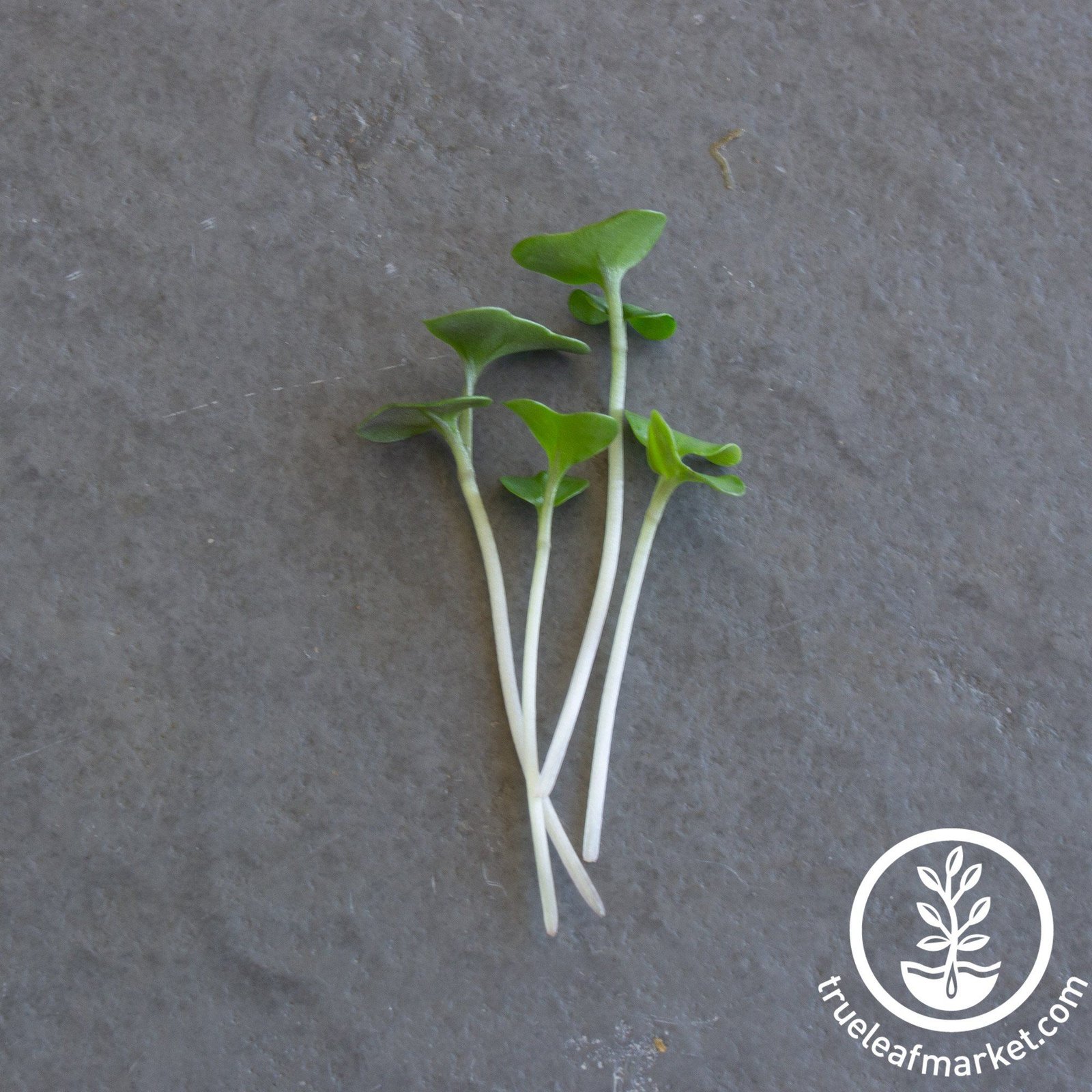 Broccoli Microgreens Seeds Review - Method Microgreens